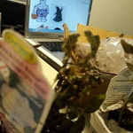 Parade® Freja™ Miniature Rose Bush - Fragrant - NEW for 2021 - 2.5" Pot ...