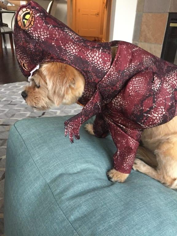 Raptor Dinosaur Costumes For Dogs