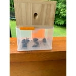 Bees N Things Wood Hanging Carpenter Bee Catcher for Outdoor Use ...