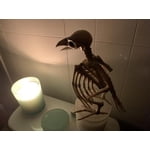 Way To Celebrate Official Crazybonez Faux Crow Skeleton, White ...