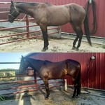 Manna Pro Sho-Glo Horse Supplement, Vitamins & Minerals, Supports ...