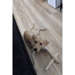 CANINE CHEWS 10" Beef Basted Dog Rawhide Bones | Savory Natural ...