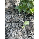 Hyponex by Scotts Black Mulch, 2 cu. ft., Provides Year-Long Color ...