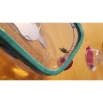 Educational Insights Nancy B's Science Club Bug Discovery Lab Kids ...