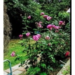 Schultz Bloom Plus Water Soluble Plant Food 1.5Lb for Flowers ...