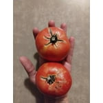 Burpee Bodacious Hybrid Tomato Vegetable Seed, 1-Pack - Walmart.com