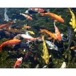 Wardley Pond Pellets Koi & Pond Fish Food, 10lbs - Walmart.com