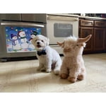 Multipet Plush Highland Cow Medium Dog Toy, 8" - Walmart.com