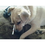 Dingo Twist Sticks, Real Chicken Chew for Dogs, 50 count - Walmart.com