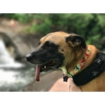 Kurgo Muck Dog Collar, Medium, Prepster Stripe Atlantic Blue - Walmart.com