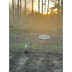 Falcon Decoy Bird Repellent Predator Flashy Reflective Eyes Owl Decoy ...