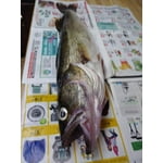 Johnson Beetle Bou Fishing Bait - Walmart.com