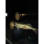 Johnson Beetle Bou Fishing Bait - Walmart.com