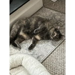Mainstays 20" x 60" Persian Medallion Indoor Runner Rug - Walmart.com