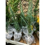 Juniper Scopulorum, Skyrocket Evergreen Tree, 4 Inch Pot - Walmart.com