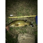 Berkley Big Game Spinning Rod, 8' Medium Heavy, 2-Piece Fiberglass ...