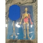 Thames & Kosmos Ooze Labs: Visible Human Body Model with Squishable ...