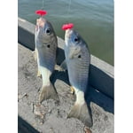 Fishbites Bag O' Worms Bloodworm Saltwater Fishing Bait, Bloodworm ...