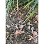 Bonide Natural Snake Stopper Reptile Repellent Granules for Lawns and ...