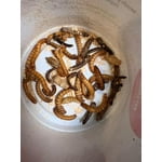 DMF Bait Co. Meal Worms, Live Fishing Bait, 36 Count - Walmart.com