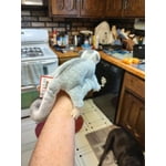 Douglas Cuddle Toys - Realistic Plush Squeek Sugar Glider, 9 inch, Kids ...