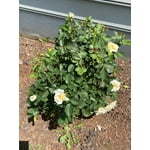 Arber Organic Biofungicide for Roses, Trees, Shrubs, Lawn Treatment ...