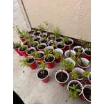 50 Austree Hybrid Willow Trees - Fast Growing Outdoor Plant for Shade ...