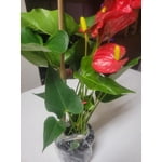 8-12" Flamingo Flower, Red Anthurium | Easy Houseplant | Filtered Sun ...