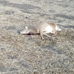 Barnett Universal Crossbow Puller, Crank Cocking Device, 93% Reduction ...