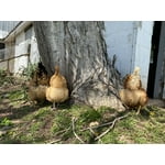 Cargill Animal Nutrition Nutrena NatureWise Feather Fixer 40lb - Walmart.com