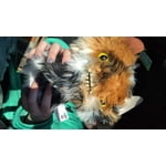 Fuggler Butt Ugly Pets 9 inch (Cheezee - Calico Cat), Ugly Monster ...