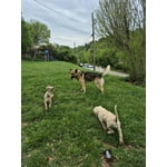 N-Bone® Quado® Dried Interactive Dog Chews, Peanut Flavor, Average Joe ...