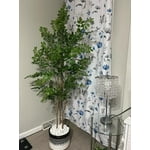 6 ft Tall Large Indoor Faux Moringa Oleifera Tree in Pot, Artificial ...