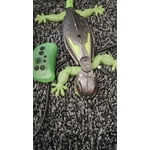 Hex Bots Wall Crawler Gecko, Rechargeable Remote Control Robot Kids ...