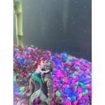 Penn-Plax Little Mermaid 5-Piece Mini Resin Ornaments for Aquariums ...