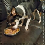 (12 Pack) Purina Mighty Dog Small Breed Wet Dog Food Variety Pack ...