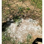 TERRO Fire Ant Killer Granules 2 lb Outdoor Long-Lasting Waterproof ...