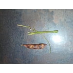 Great Value Frozen Edamame 12 oz,V E G E T A B L E S, S T R I F R Y, S ...