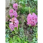 Espoma Land and Sea Gourmet Compost, Organic Lobster and Crab Meal, 1 ...