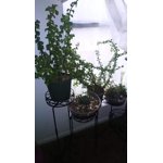 Four-Tier Plant Stand Screen, Black Finish Metal - Walmart.com