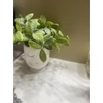 Mainstays Tabletop Artificial Faux Tea Leaf Plant in White Ceramic Shy ...