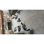 Flambeau Outdoors, 8866SGS, Storm Front 2, 24 inch, Canada Goose Shell ...