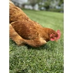 Cargill Animal Nutrition Nutrena NatureWise Feather Fixer 40lb - Walmart.com