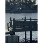 Bird-B-Gone Reflect-A-Bird Visual Bird Deterrent For Assorted Species ...
