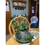 Mainstays 12 inch Round Plastic Self Watering Globe for Indoor Outdoor ...