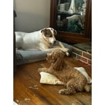 CANINE CHEWS 10" Beef Basted Dog Rawhide Bones | Savory Natural ...