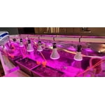 Great Value LED R20 Grow Light Bulb 7 Watts 50W Equiv Full Spectrum E26 ...