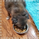 (12 Pack) Purina Mighty Dog Small Breed Wet Dog Food Variety Pack ...