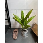 Vanuatu Fan Palm - Licuala Grandis - Live Plant in 1 Gallon Pot ...