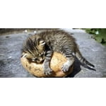 Ty Buff Wolf Beanie Baby Small - Soft Toy Stuffy Plush Animal (42183 ...